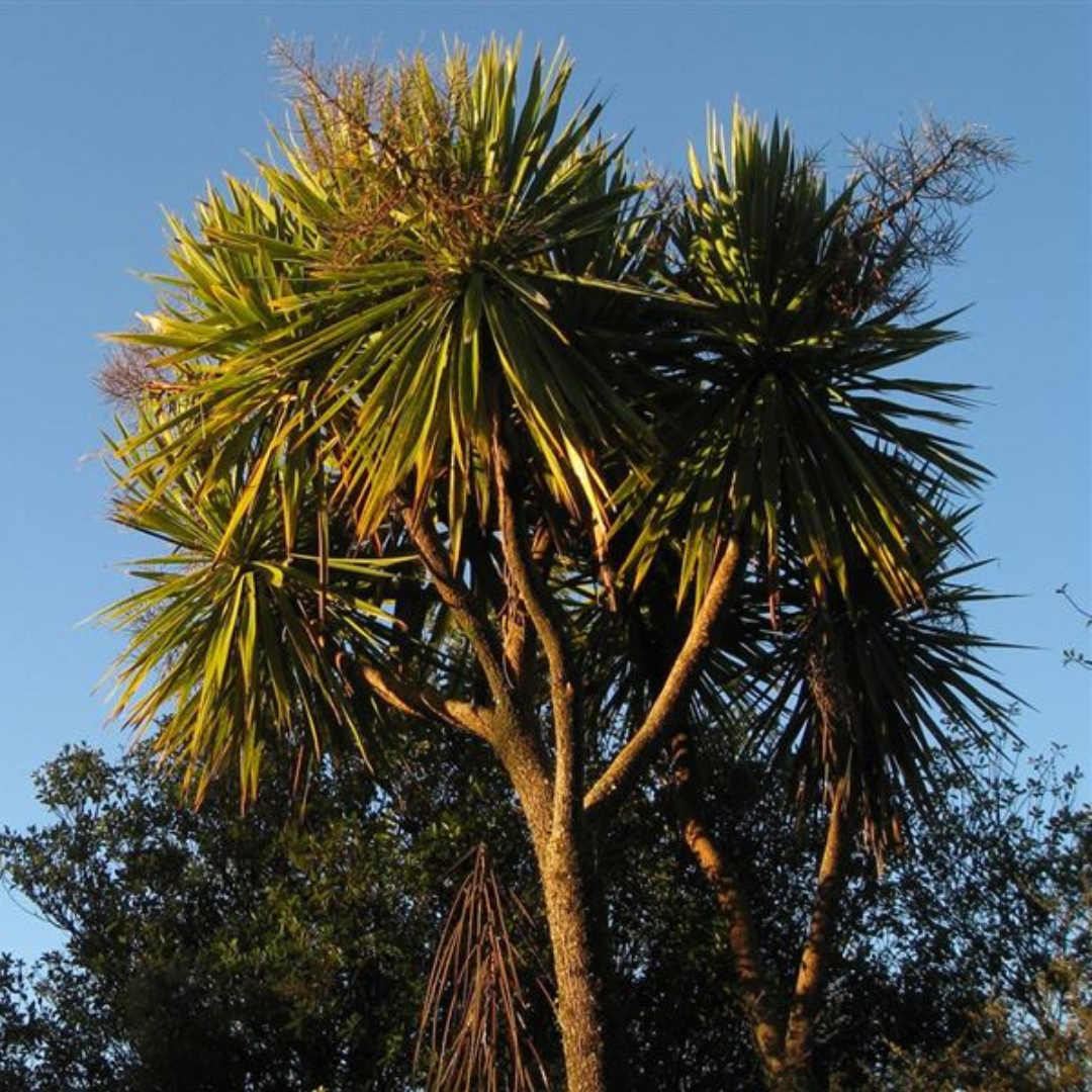 Tī Kōuka - MyNativeForest